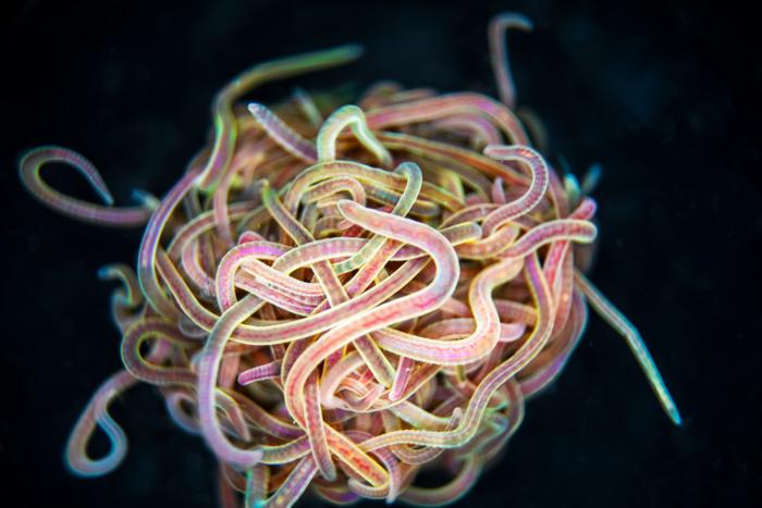 How 200 tangled worms untangle themselves in a split second