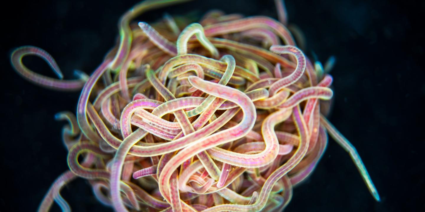 How 200 tangled worms untangle themselves in a split second