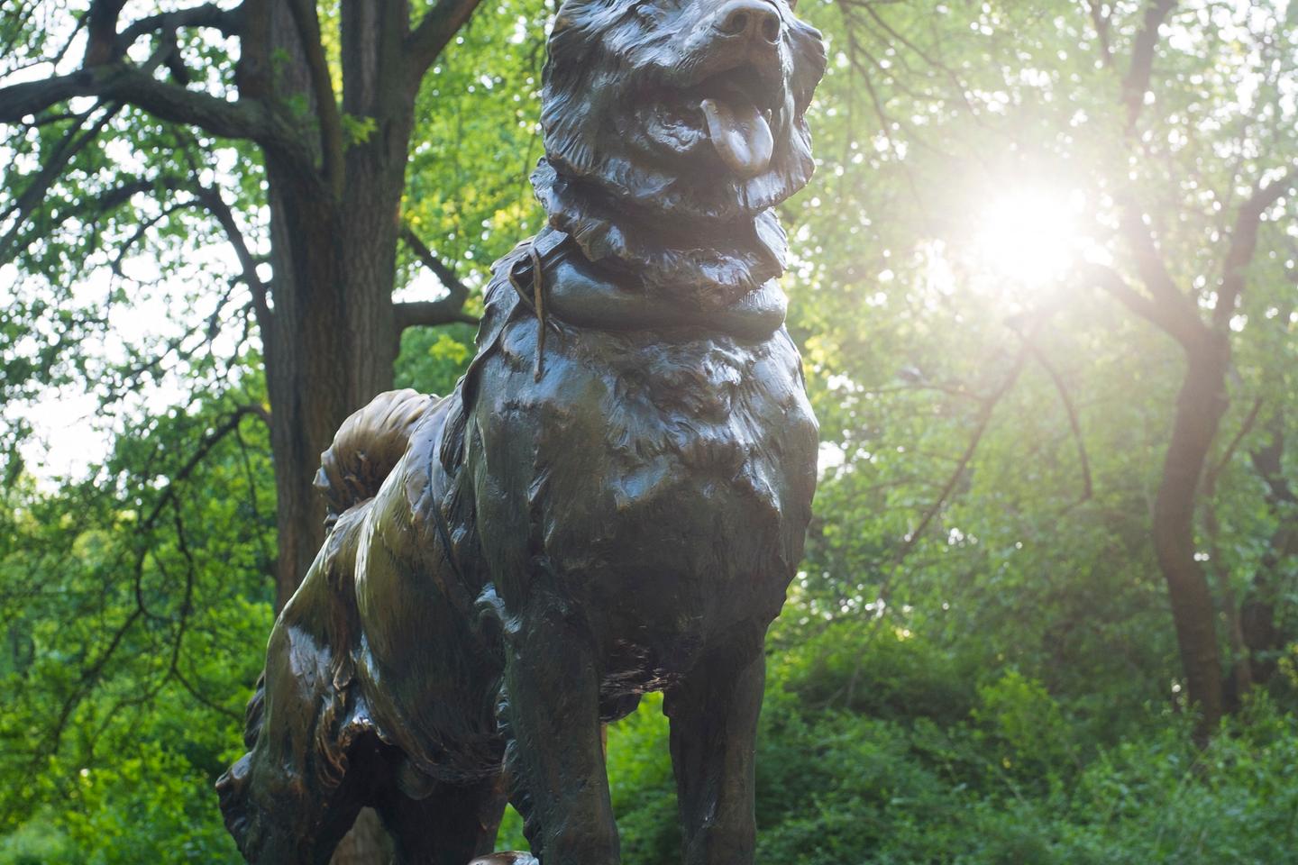 The amazing genes of Balto, the sled dog who saved an Alaskan town