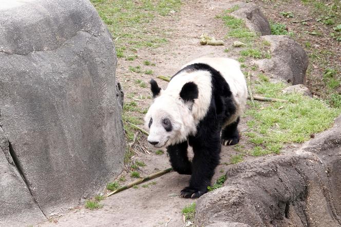 Le sort du panda Yaya, symbole des relations tendues entre la Chine et ...
