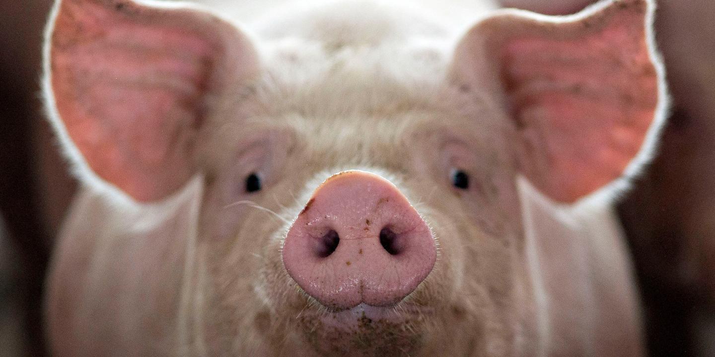 « Le porc vaut de l’or