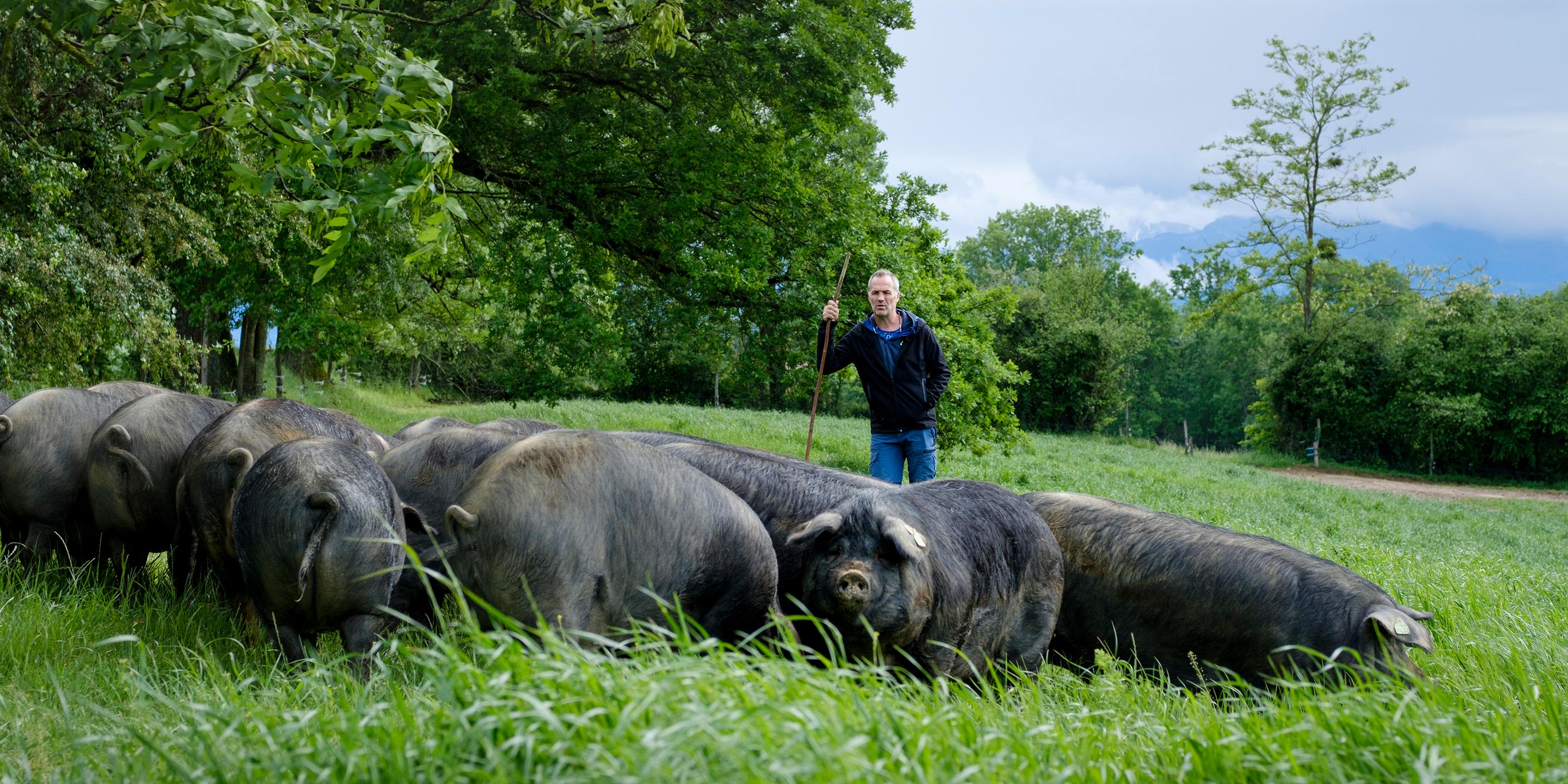 Le porc de Bigorre, l’or noir des Pyrénées