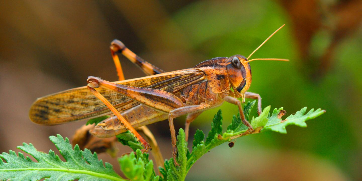 The gamble on cannibalism to fight locusts