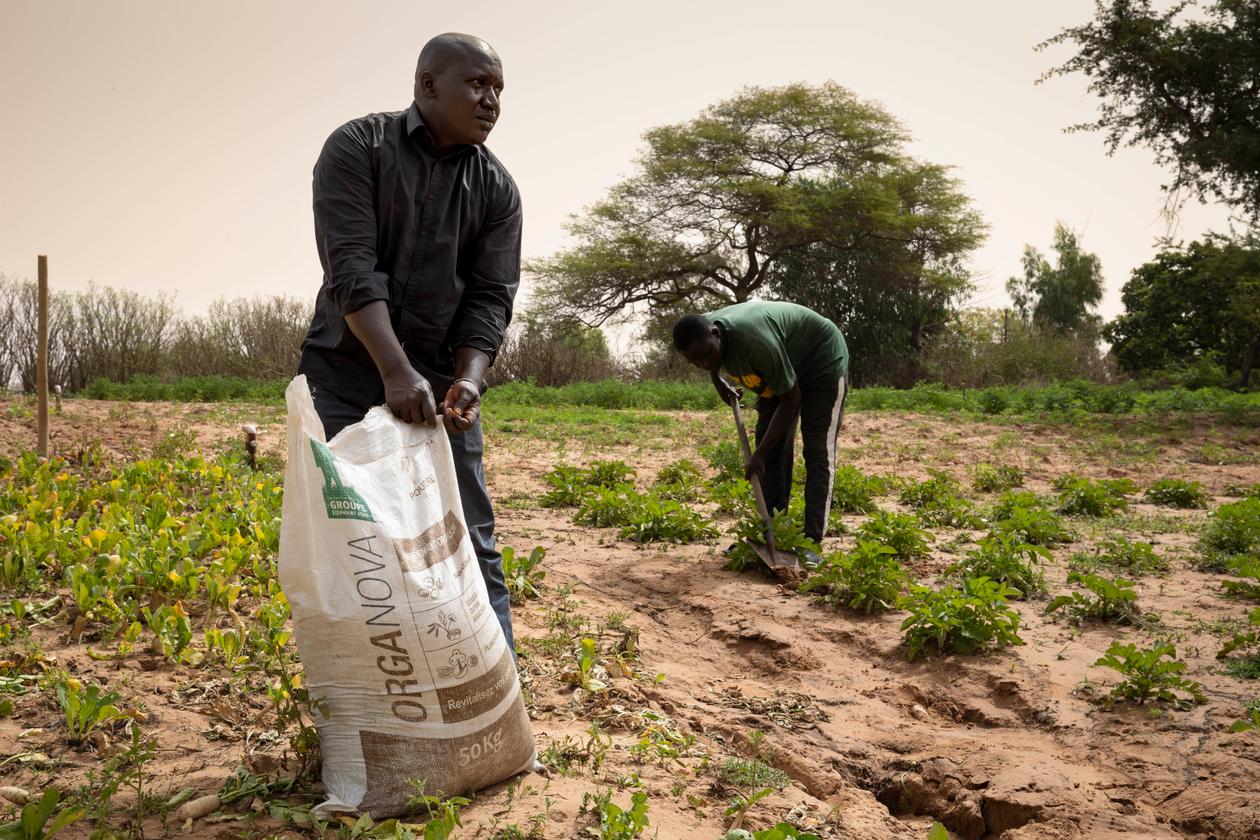 Face à la pénurie d’engrais chimiques, le Sénégal promeut des ...