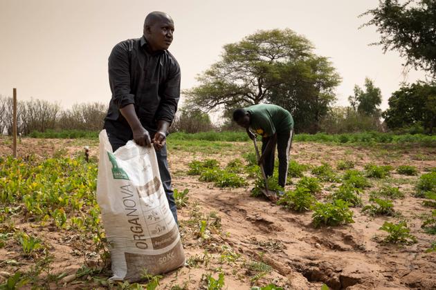Face à la pénurie d’engrais chimiques, le Sénégal promeut des ...