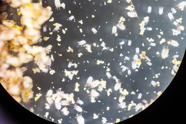 Dans le Loiret, Stallergenes Greer récolte le pollen pour soigner les ...