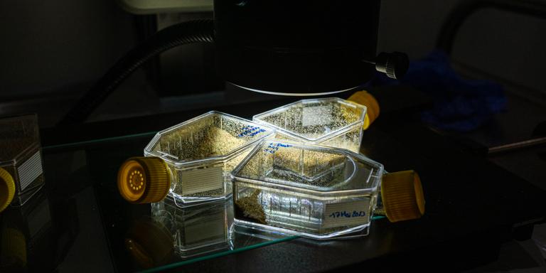 Dans le Loiret, Stallergenes Greer récolte le pollen pour soigner les ...