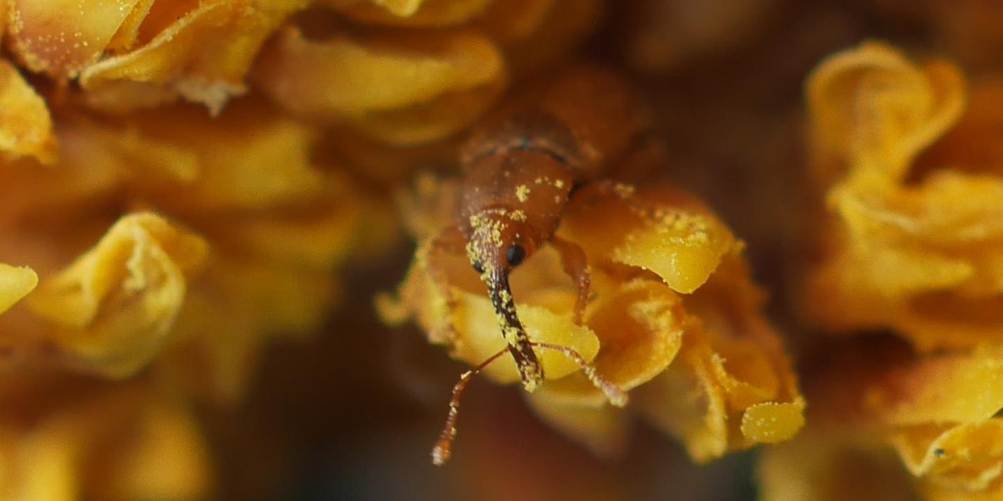 Le charançon, un pollinisateur passé sous les radars