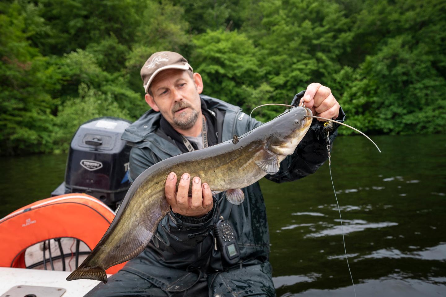 La bataille du silure, ce paria devenu encombrant
