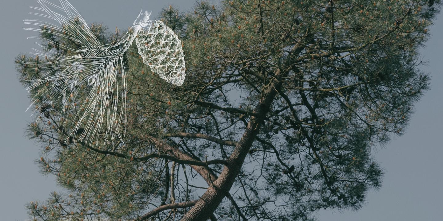 The maritime pine: The workhorse resistant to climate change