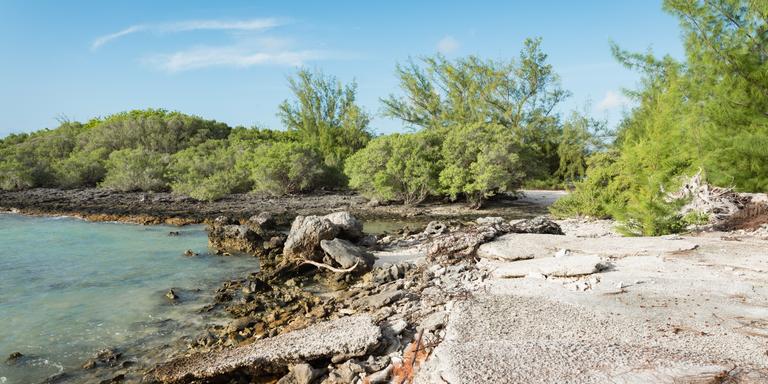 Staving off extinction in French Polynesia