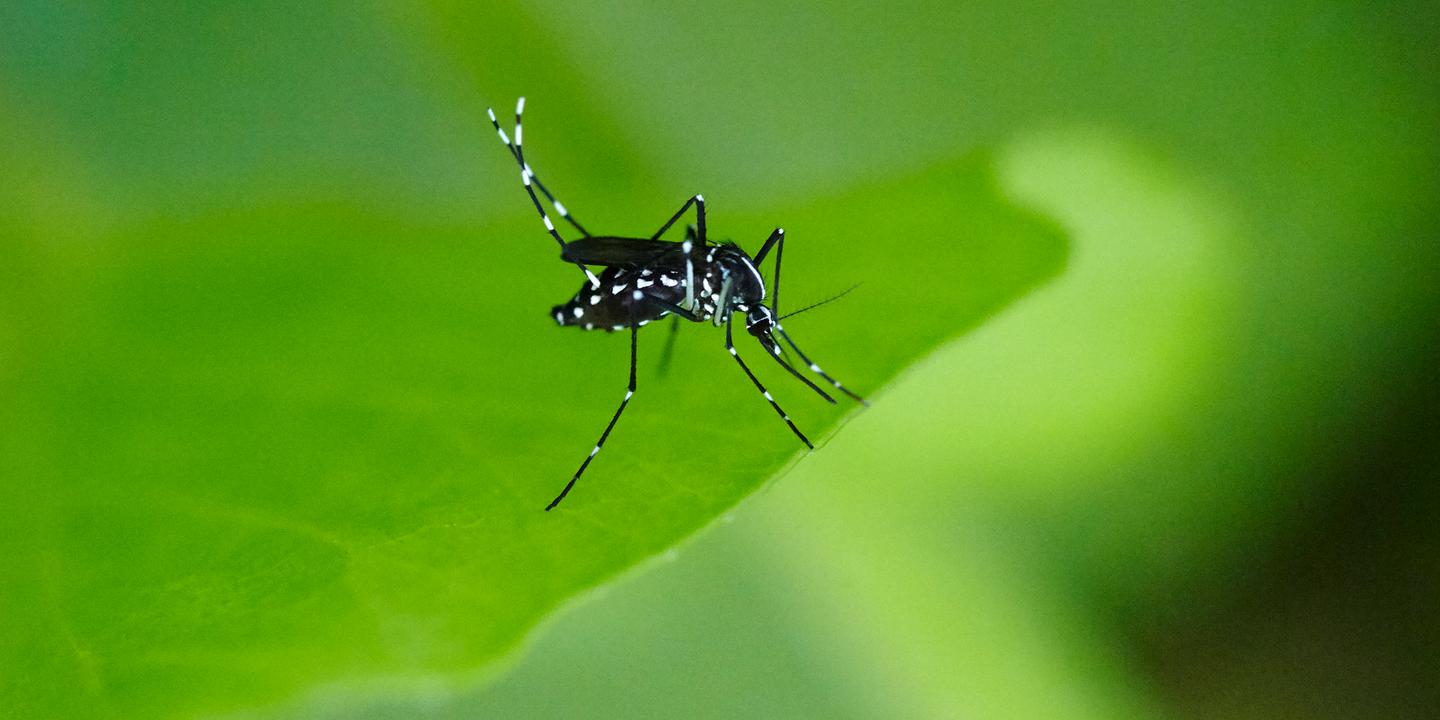The tiger mosquito, a little creature conquering France