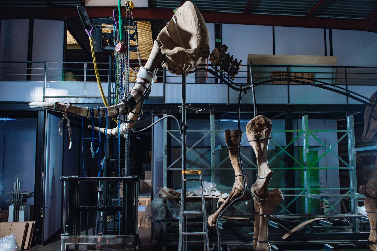 Mammouth star du Muséum : un chantier hors norme pour le restaurer