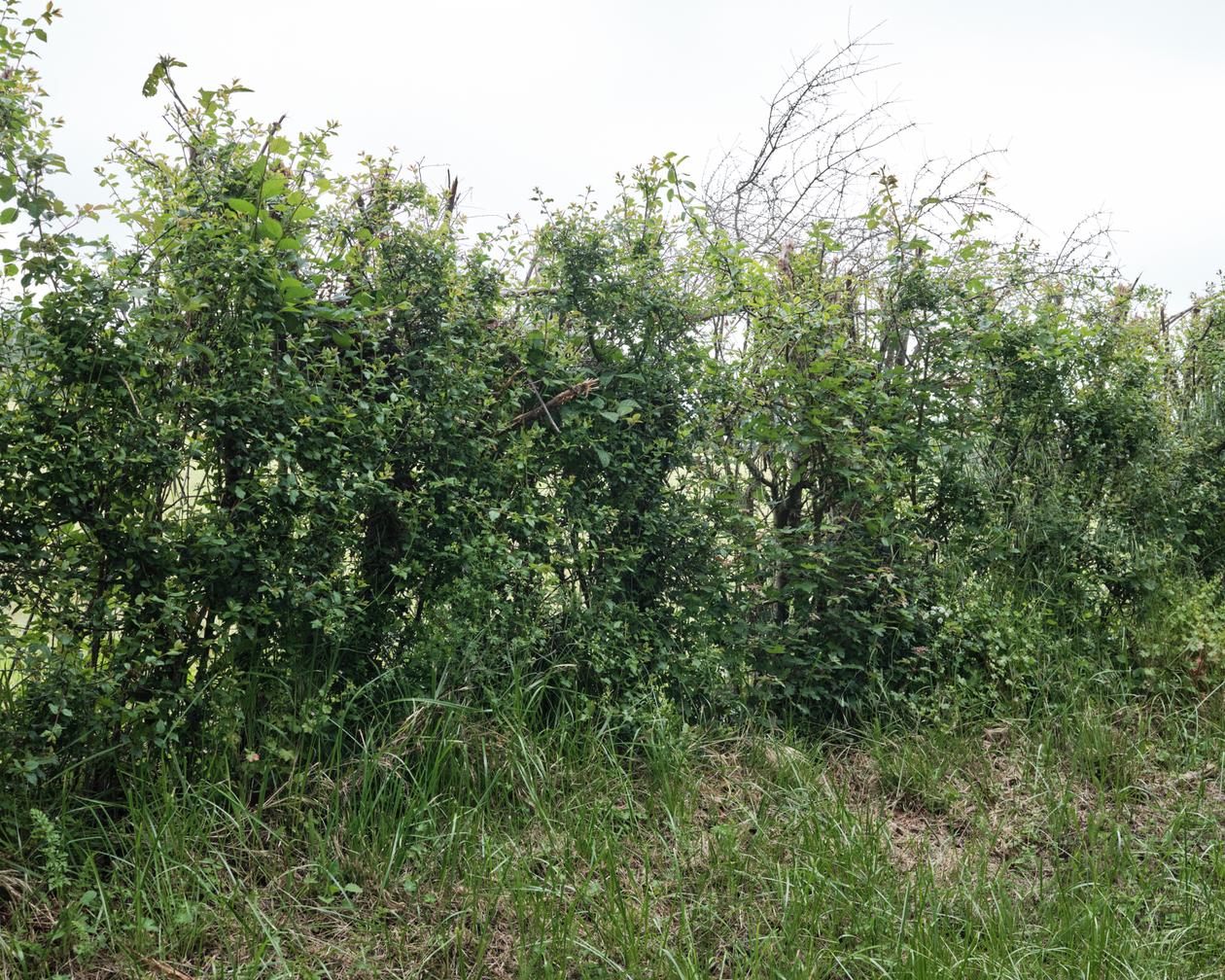 Dans les campagnes, la disparition des haies s’accélère en dépit de ...