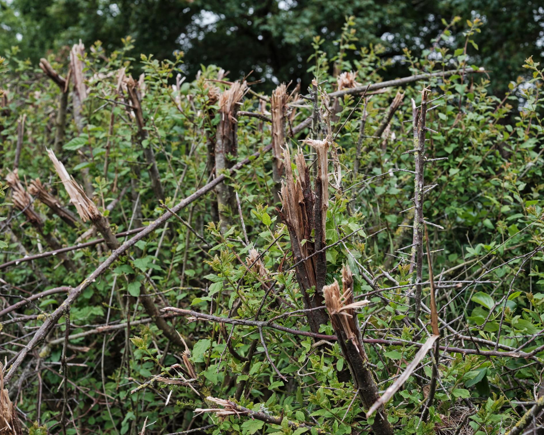 Dans les campagnes, la disparition des haies s’accélère en dépit de ...