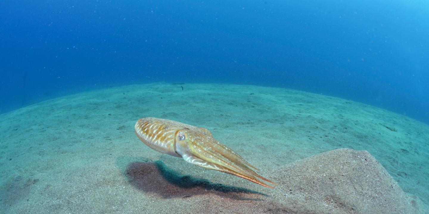 The genius behind cuttlefish camouflage