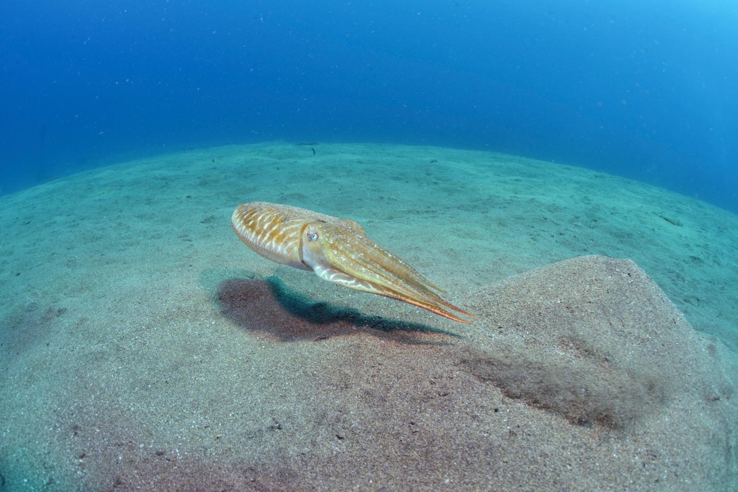 The genius behind cuttlefish camouflage