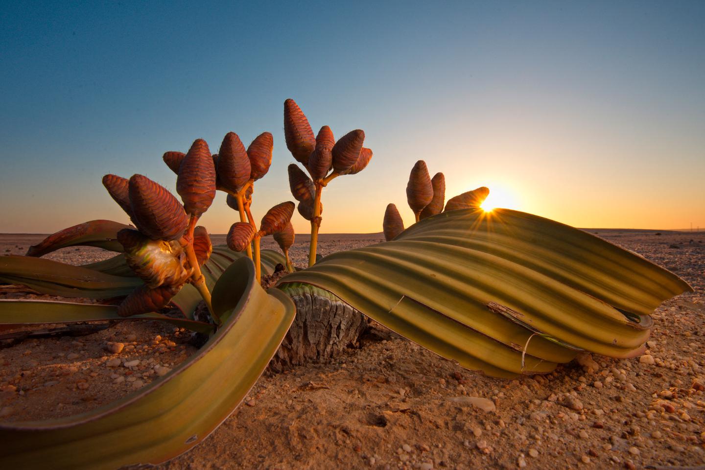 « Welwitschia », la pionnière qui a tenté de faire une fleur