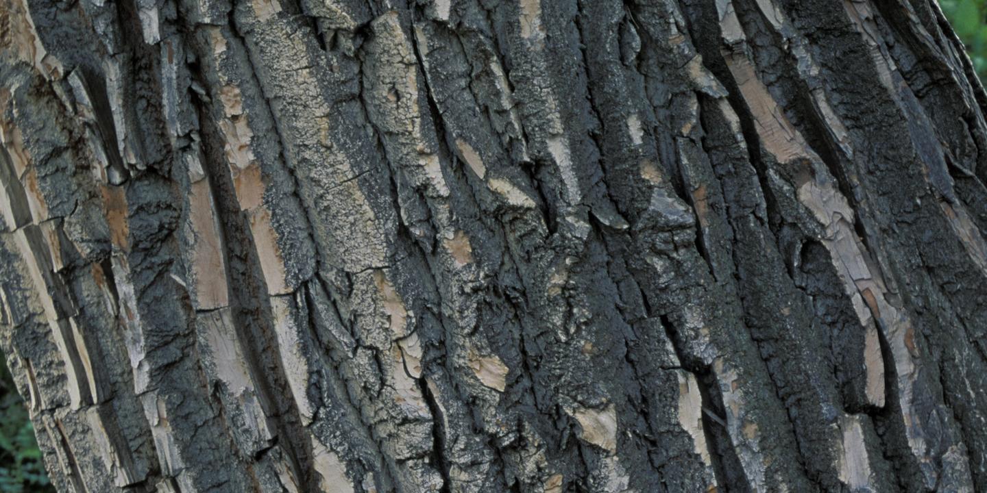 Et si l’on modifiait les gènes des arbres pour produire un papier plus ...