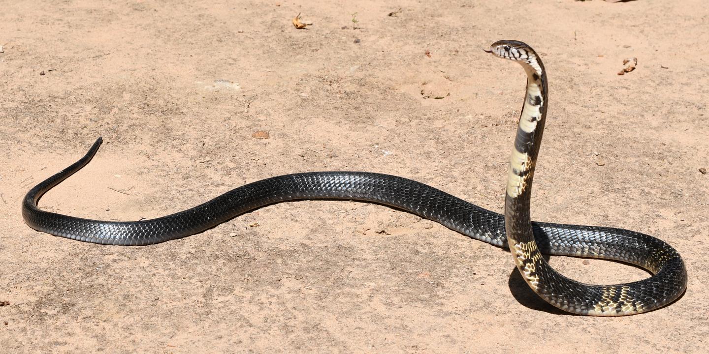 In Africa, one snake can reveal 369 others