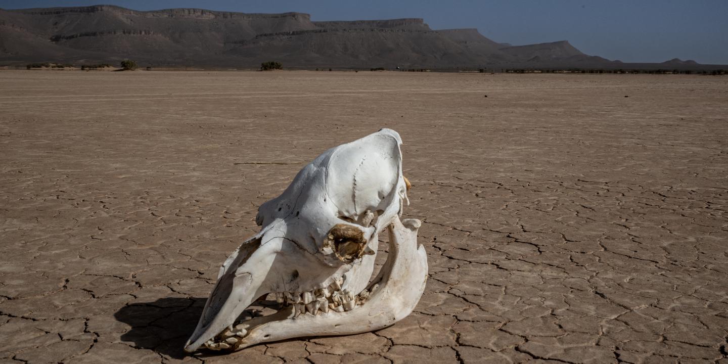 'North Africa is used to the heat waves Europe is now experiencing'