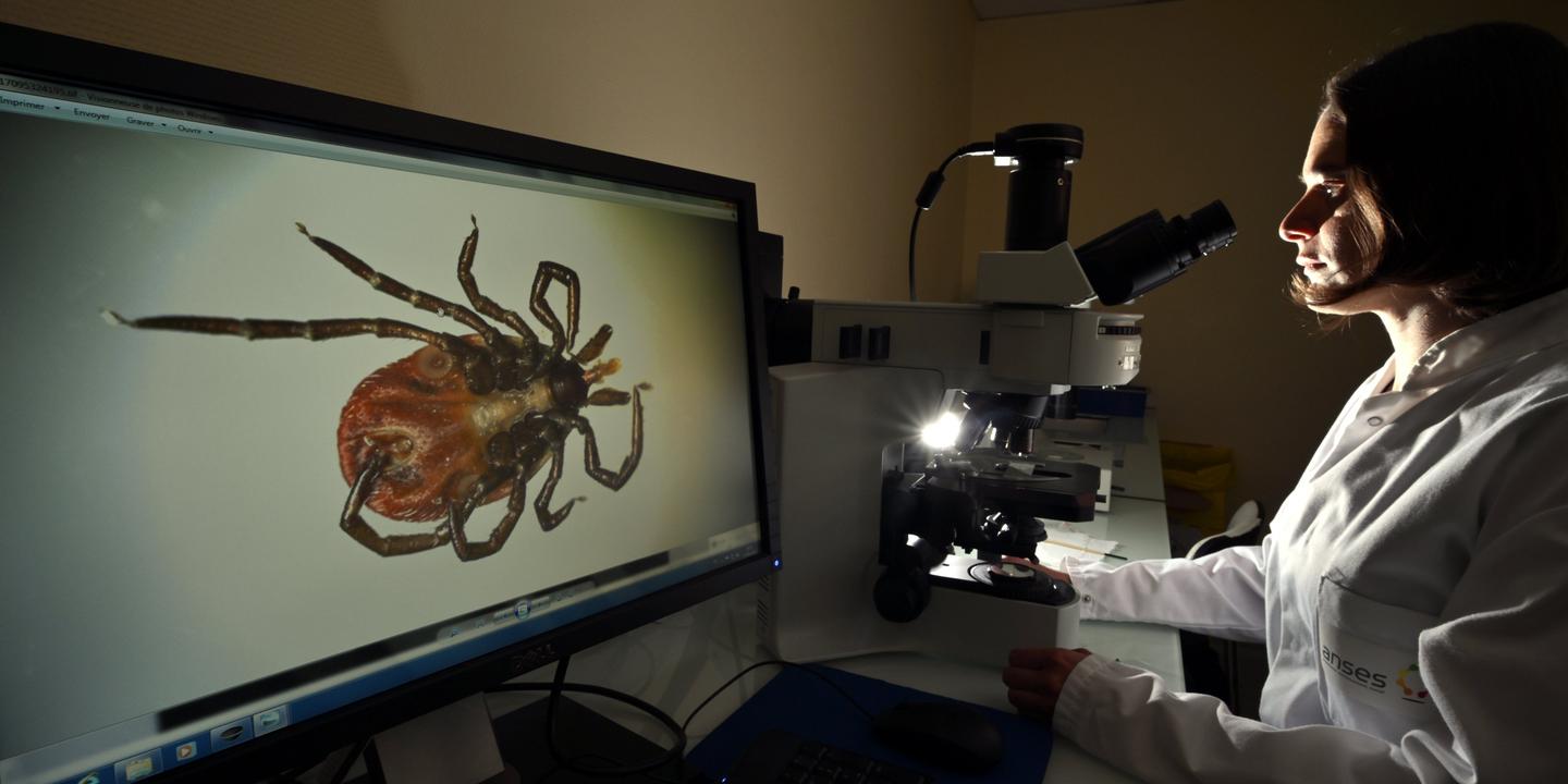 Tick-borne diseases spread across Europe, boosted by global warming