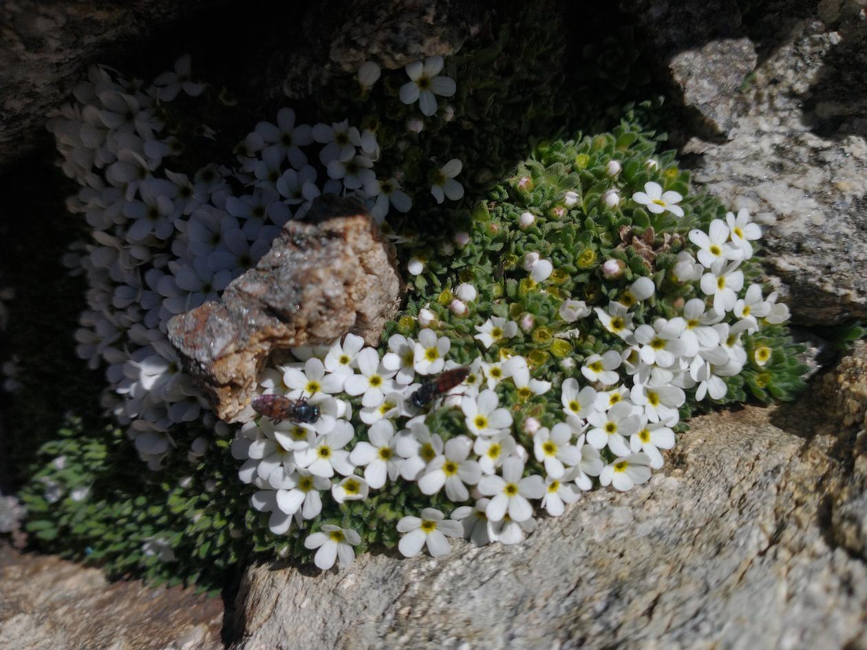 L’androsace du Dauphiné, alpiniste menacée
