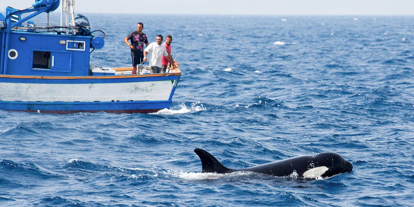In the Strait of Gibraltar, the revenge of Gladis the orca
