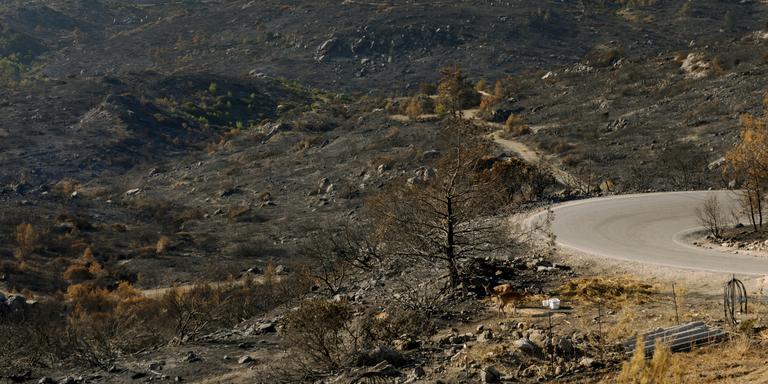 Sur l’île de Rhodes, après les incendies la colère