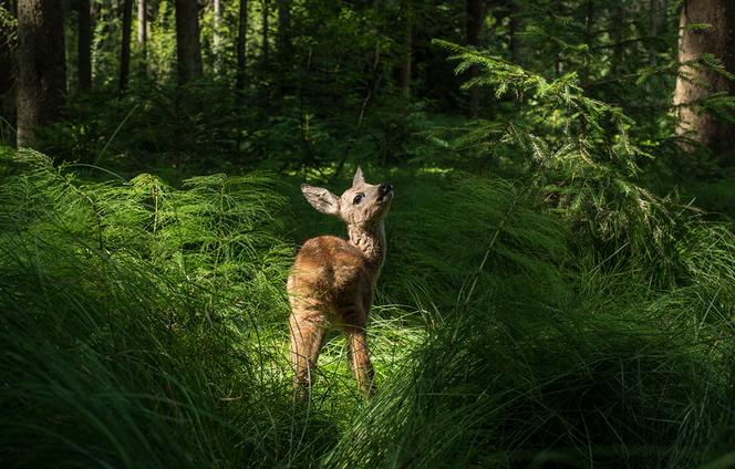 « La Prairie, un paradis à préserver », sur Ushuaïa TV : un voyage ...
