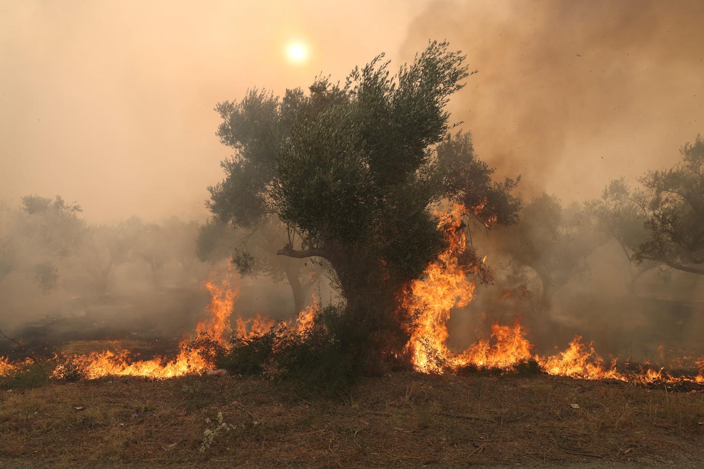 Incendies en Grèce : les nouveaux feux tuent plusieurs personnes, dont ...