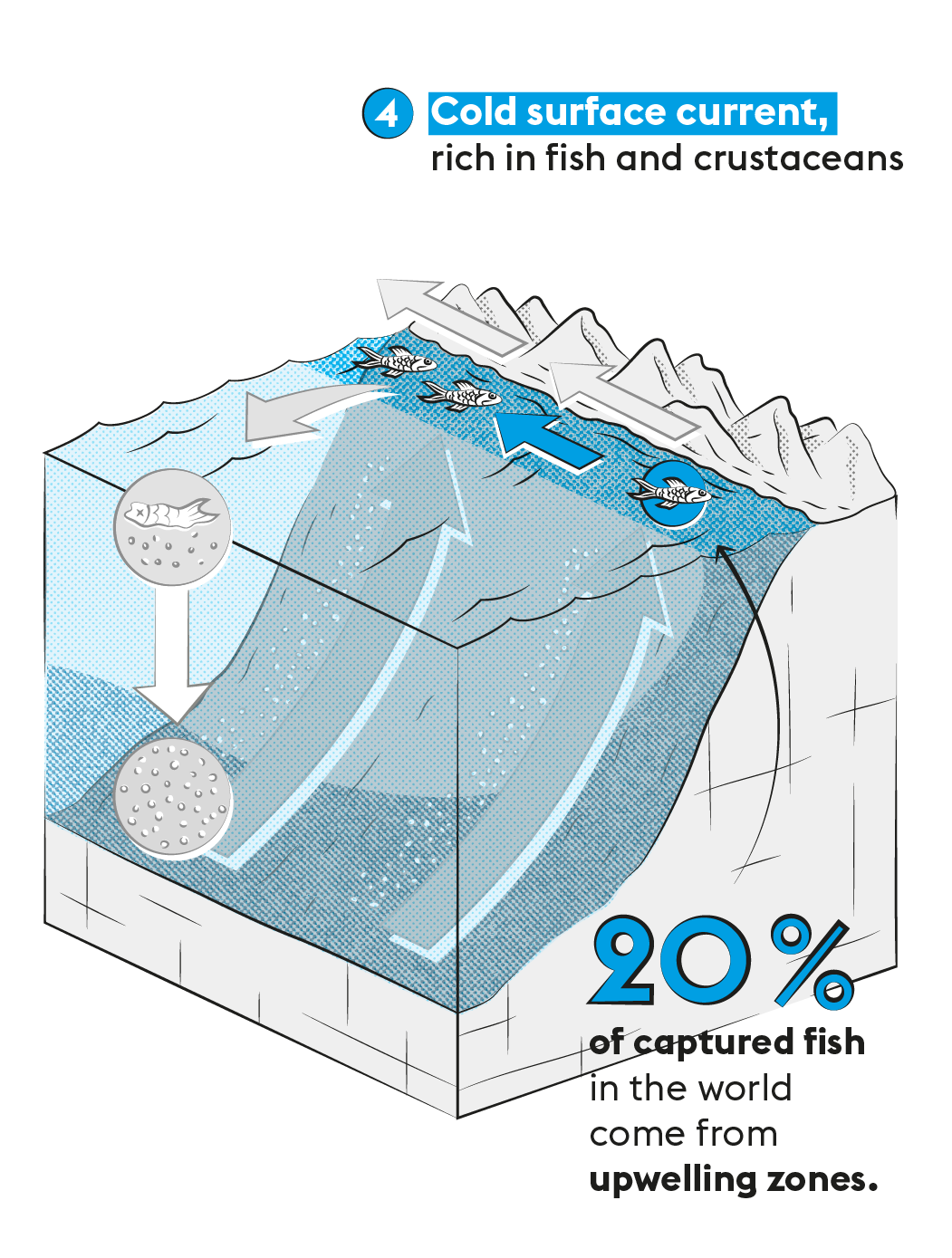 The Humboldt Current, a fish-rich system under threat