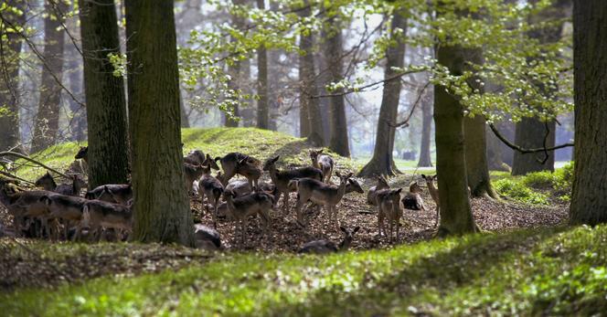 « Japon, un nouveau monde sauvage », sur France 2 : plongée stéréotypée ...