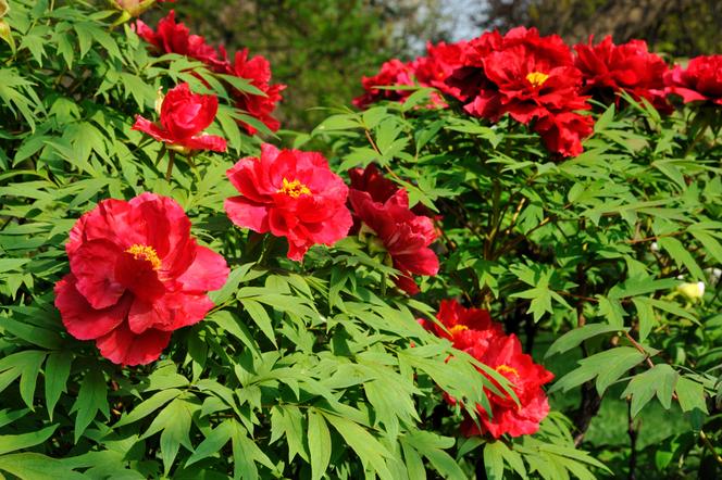 Au Jardin des plantes, cinq trésors méconnus à découvrir en famille