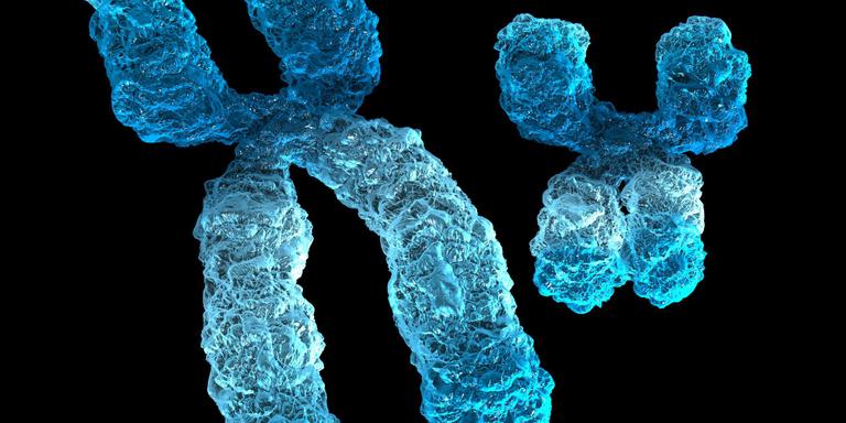 Le chromosome Y enfin déchiffré et toujours si intrigant