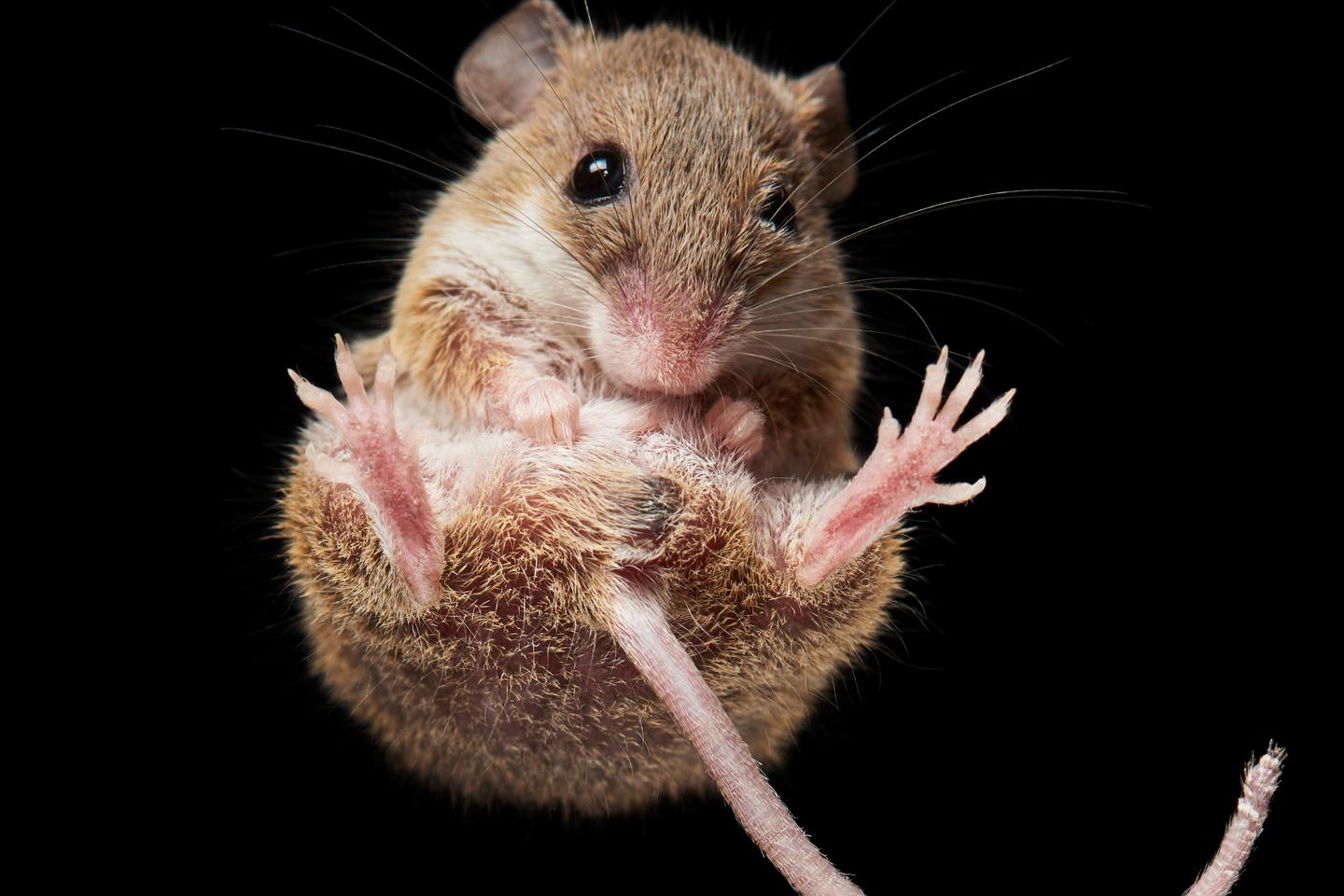 The Third Sex Of The African Dwarf Mouse Time News