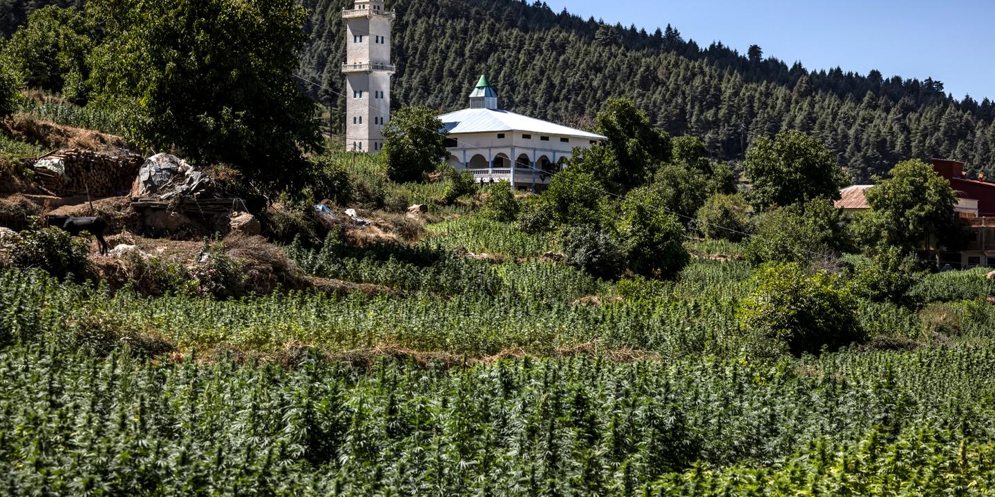 Cannabis légal : « Le Maroc doit d’abord construire son propre marché ...