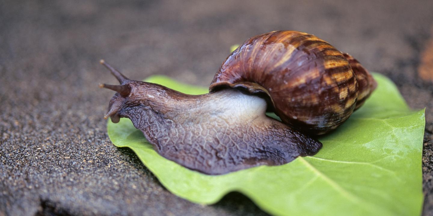 « Tout un monde dans une coquille », de Thom van Dooren : l’escargot ...