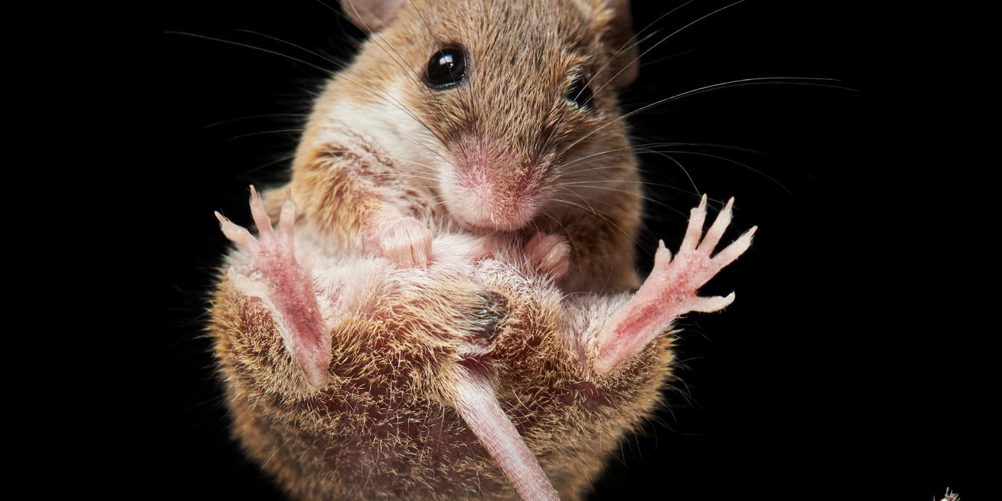The third sex of the African dwarf mouse