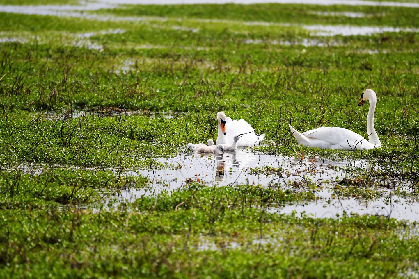 Invasive alien species: A global threat to biodiversity