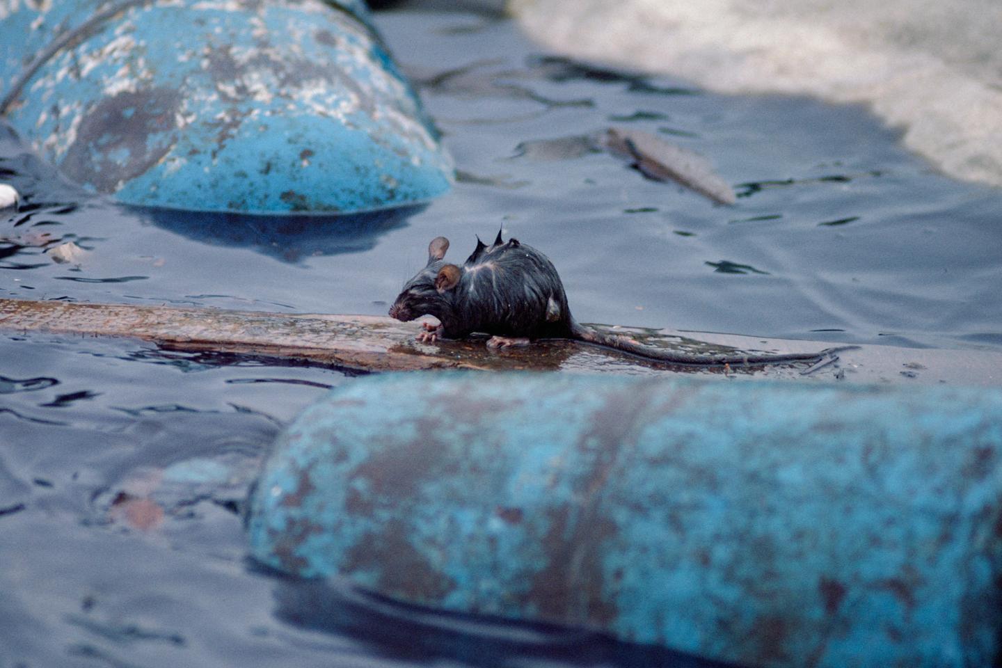 Le « rôle majeur » des espèces invasives dans l’effondrement de la ...