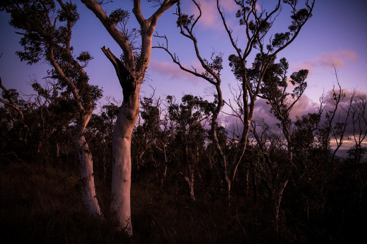 Australia after 'Black Summer': A slow recovery from the 2019-2020 ...