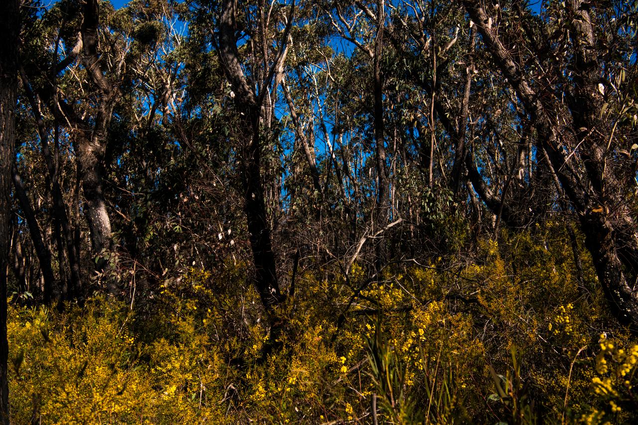 Australia after 'Black Summer': A slow recovery from the 2019-2020 ...