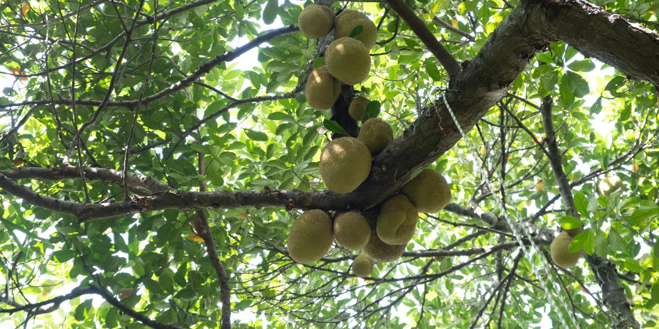 jackfruit environmental impact