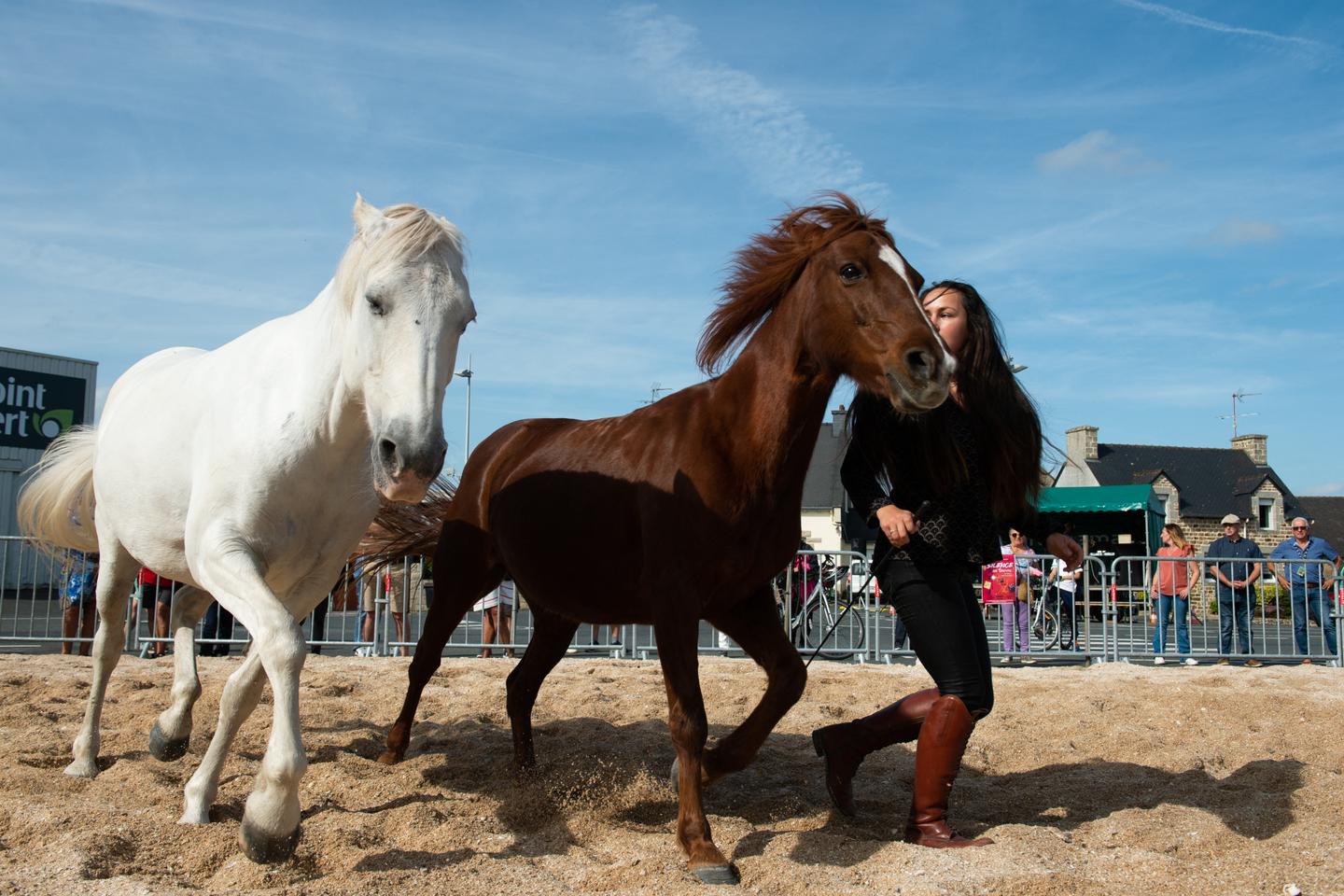 « Cavaler seule » de Kathryn Scanlan : l’art de mettre un récit en ...