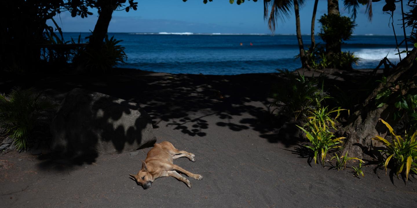 In French Polynesia, dog overpopulation is making residents' life ...