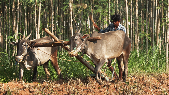 « Le Sol indien en révolution », sur Ushuaïa TV : la bouse et l’urine ...