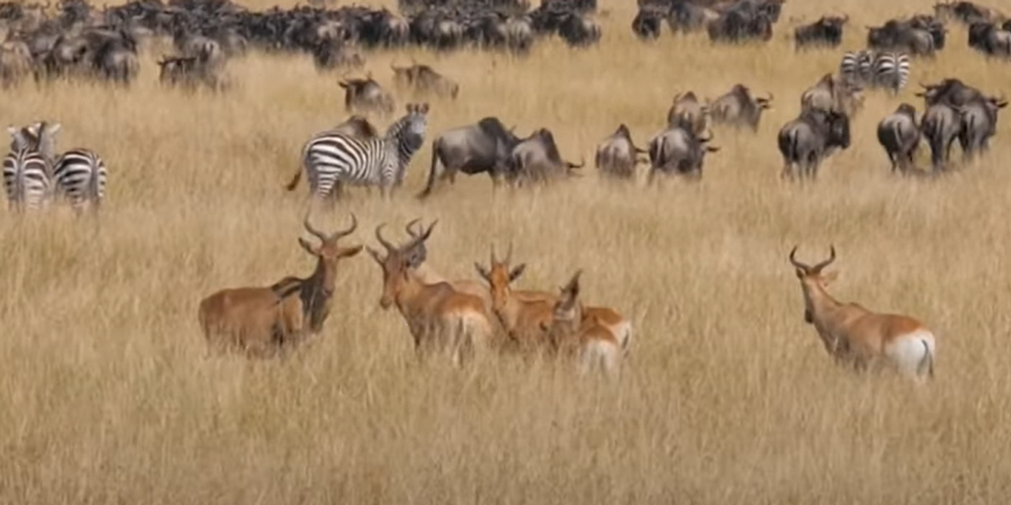 Dans la savane sud-africaine, l’humain est l’animal le plus redouté
