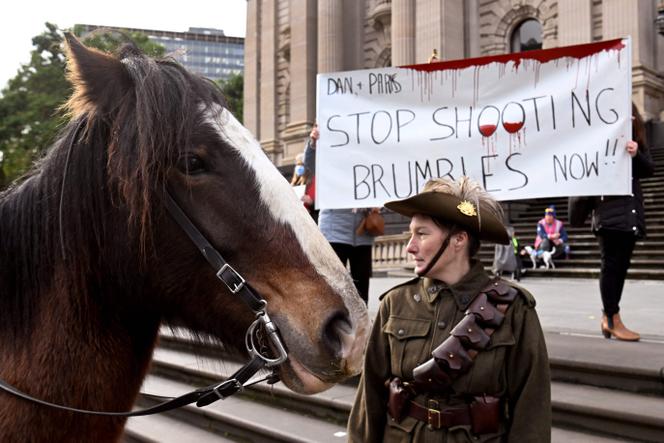 L’Australie va reprendre l’abattage des chevaux sauvages par ...