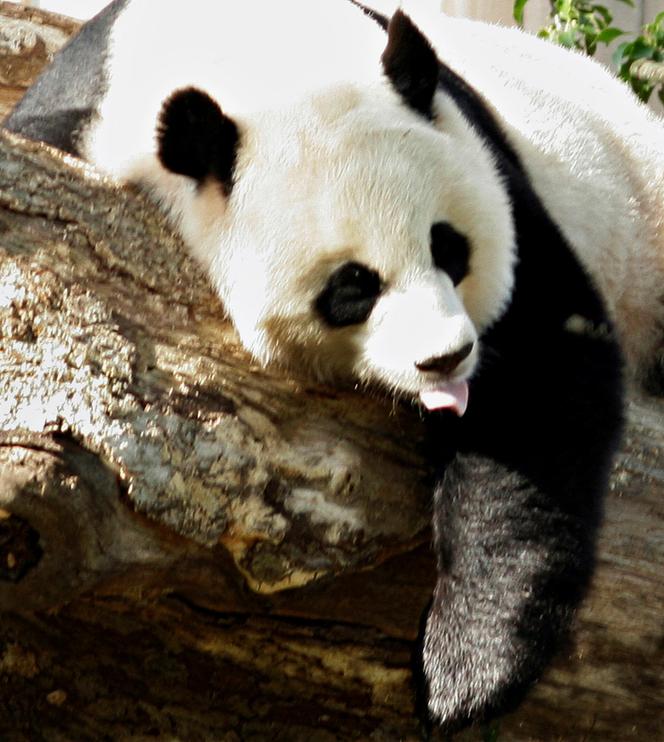 The end of panda diplomacy, an American heartache